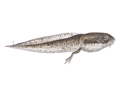 Reptielen En Amfibieën Jasper De Ruiter