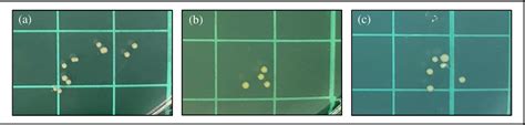 Figure 1 From Antibacterial Analysis On Everolimus Grafted Biomaterial