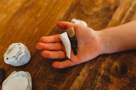 Learning About Fossils Paleontology Forage Create Love