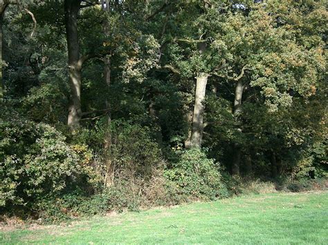 무료 이미지 경치 나무 빛 목초지 야생 생물 밀림 목장 휴식 낙엽수 초목 관목 열대 우림 농원