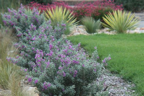Texas Sage Live Plants Leucophyllum Frutescens Low Maintenance Drought
