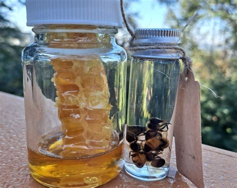 Honey Bee Specimen Ballpoint Pen Etsy