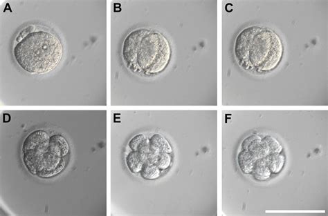 Cleavage Stage Embryos A Pn Formation 24 Hpi Bc 2 Cell Embryo 48 Download Scientific