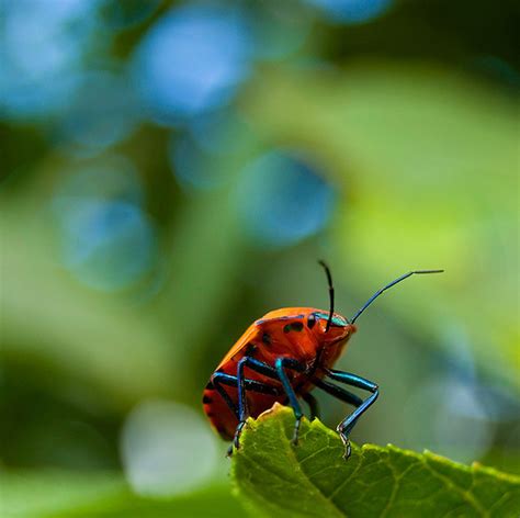 What Is Bokeh And Dof Tips And Photo Examples Slr Photography Guide What Is Bokeh And Dof Tips And Photo Examples Slr Photography Guide