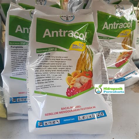 Antracol 70 Wp Fungisida Jamur Tanaman Pt Bayer Indonesia 250 Gram Lazada Indonesia