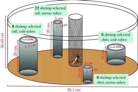 Infogram Of The Experimental Methods To Test Sponge Morphology
