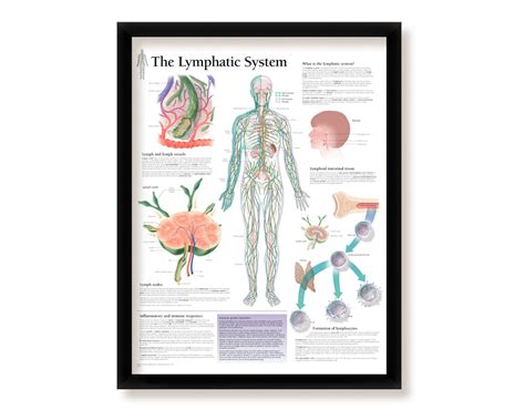 The Lymphatic System Framed Medical Educational Informational Poster