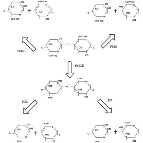 Enzymatic Mode Of Action Of Pmgl Pmg Pgl And Pg On The Pectin