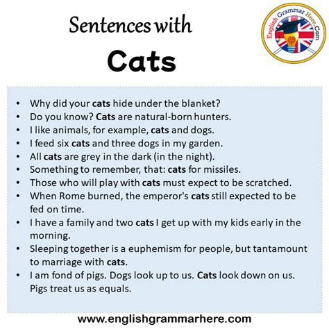 Sentences With Cats Cats In A Sentence In English Sentences For Cats