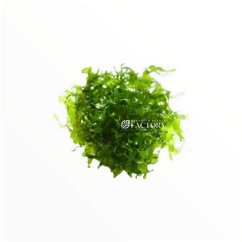 Subwassertang Round Pellia Moss Apf Aquarium Plants Factory®