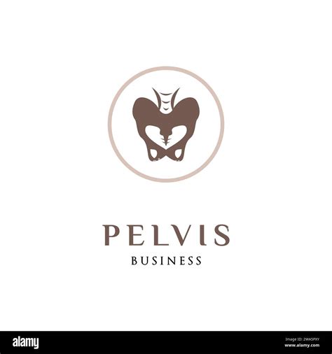 Female Pelvis Human Stock Vector Images Alamy