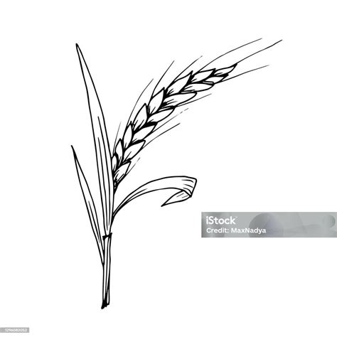 검은 윤곽선에 손으로 그린 간단한 벡터 그림 밀 곡물 재배 유기 식물 농업 계절 수확의 스파이크 음식 빵 밀가루 라벨 쇼핑