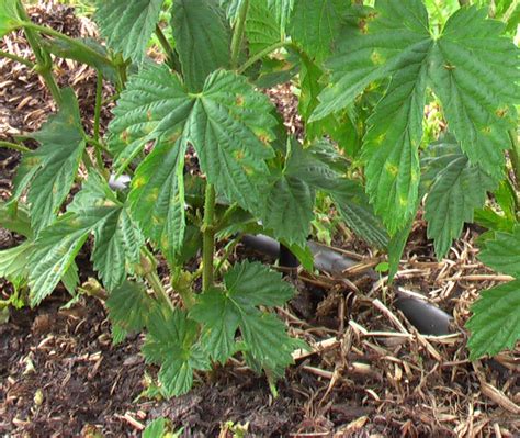 Identifying Downy Mildew In Hops Onspecialtycrops