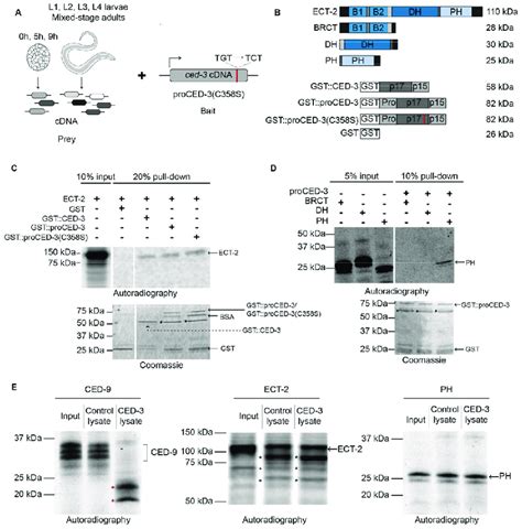 Ced 3 Caspase Physically Interacts With Ect 2 Rhogef In Vitro A