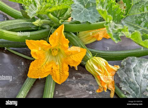 Zucchini Squash Female And Male Flowers On The Same Plant Growing In