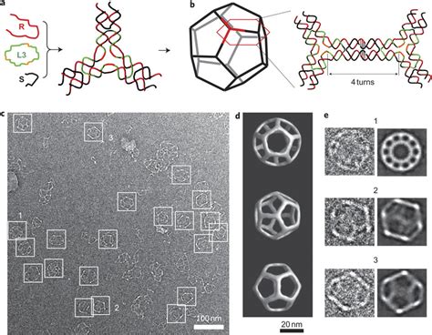 DNA Programmed RNA Self Assembly In Three Dimensions An RNADNA Hybrid Download Scientific