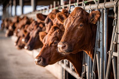 Beef Industry Khám Phá Ngành Công Nghiệp Thịt Bò Và Tầm Quan Trọng Của Nó