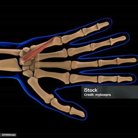 플렉스 디지티 퀸티 브레비스 근육 해부학 용 의료 개념 3d 일러스트 0명에 대한 스톡 사진 및 기타 이미지 0명 3차원 형태 근육 Istock