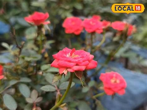 Rose Garden Tips আপনার গোলাপ বাগান হবে ‘পড়শির ঈর্ষা এত্ত এত্ত ফুল গুণে শেষ করা যাবে না রইল