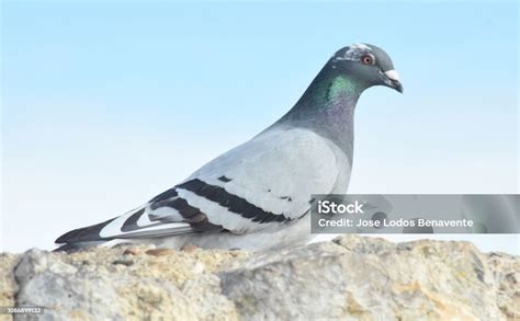 Columba Livia Foto De Stock Y Más Banco De Imágenes De Acostado