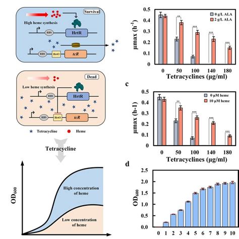 Pdf Heme Biosensor Guided In Vivo Pathway Optimization And Directed