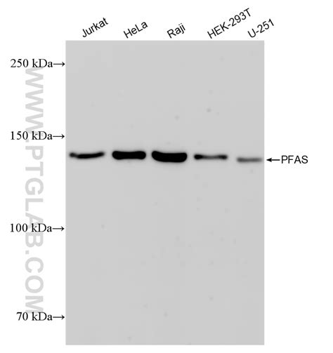 Pfas Antibody 83074 2 Rr Proteintech