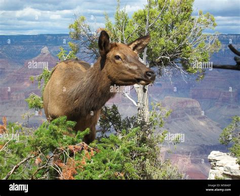 Grand Canyon Nat Park Young Elk Browsing In Fall Elk Cervus Elaphus