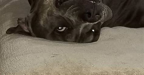 My Pibble Is Silly Album On Imgur