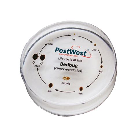 Bedbug Life Cycle Id Training Materials Pestweb By Veseris