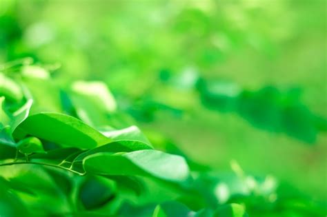 Premium Photo Blur Of Tree Leaves For Nature Background And Save Green Concept