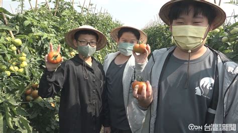 文昌推廣食農教育 孩童親手摘番茄 鑫傳國際多媒體科技股份有限公司 TDN台灣生活新聞