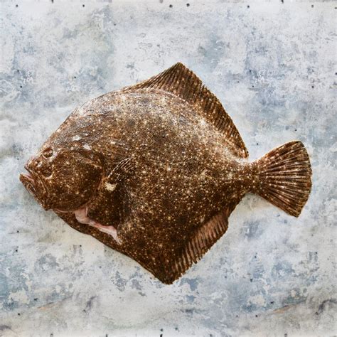 Romb Ribarnica AleŠ