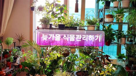 공기정화식물 늦가을 식물관리하기 통풍관리하기 호야 바위솔 나비란 게발선인장 사랑초 워터코인 율마 달개비 마삭줄 만냥금등소개