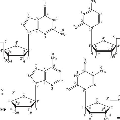 2 The Ribose Ring Conformations Download Scientific Diagram