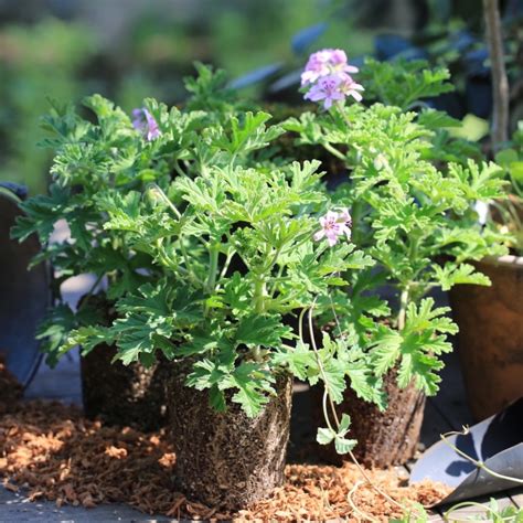 寄せ植えブリコラージュ フラワー