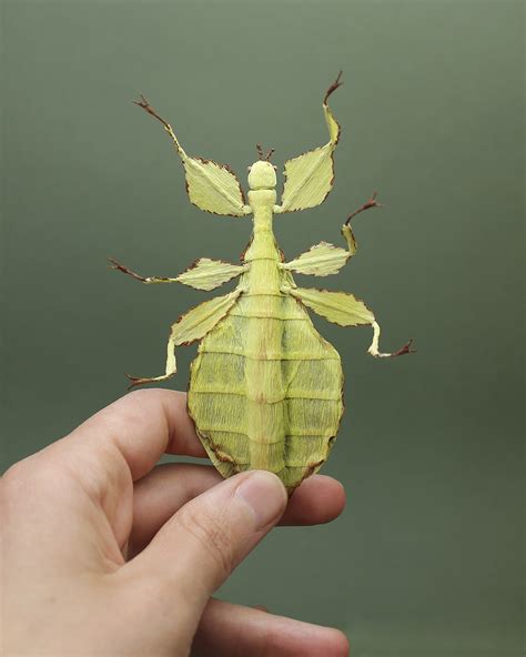 Phyllium Leaf Insect Faltmanufaktur Tina Kraus Paper Insects
