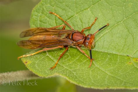 Picadura De Avispa Roja