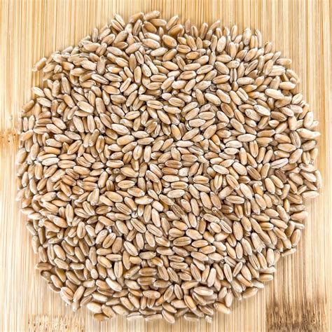 Scout 66 Hard Red Winter Wheat Canadian Valley Seeds Scout 66 Hard Red Winter Wheat Canadian Valley Seeds
