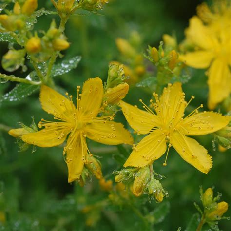 Hypericum Oil Avena Botanicals