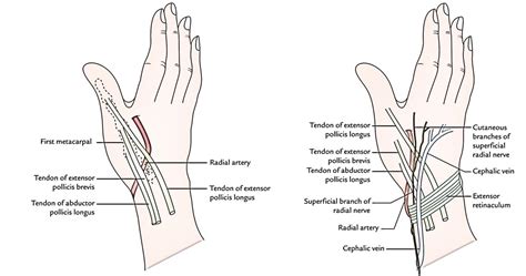 Anatomical Snuffbox Anatomy Earths Lab