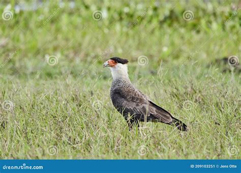 The Southern Crested Caracara Caracara Plancus Also Southern Caracara