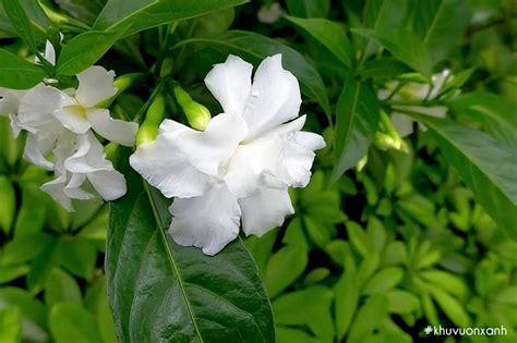 Cây Hoa Ngọc Bút Đặc điểm Ý Nghĩa Và Cách Chăm Sóc Cây Luôn Sai Hoa