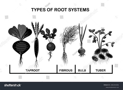 Types Root Systems Plantstaproot Fibrous Bulb Stock Vector Royalty Free Shutterstock