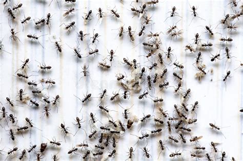 Harmless Black Ants Like To Eat Sugar On A White Background Stock