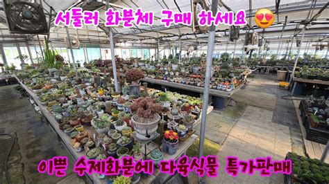 화분에 심어진 각종 다육 식물들 특가로 판매 다육식물마트 이쁜 다육식물들 보물찾으러 다육식물마트 방문해 보세요 묵둥이 창 다육이 수제화분 다육식물마트 달콤한총각