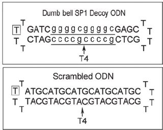 A Dumbbell Sp1 Decoy Oligonucleotide ODN And B Scrambled ODN The
