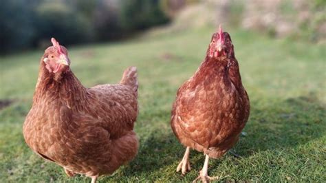 Doogee S A Modular Rugged Phone That S Actually Useful