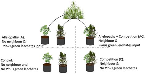 Which Treatment Is The Control In The Allelopathy Experiment