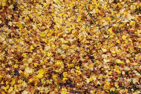 Flying Yellow Leaves Strewn The Earth Under A Tree In The Autumn In The Park Stock Photo Image