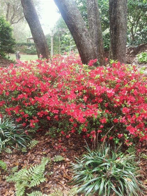 Dwarf Azaleas Among The Live Oaks Ferns And Variegated Liriope Variegated Liriope Dwarf